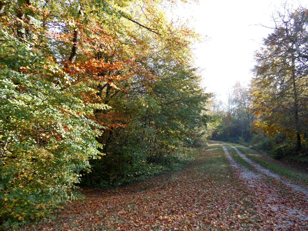 Index of /photos/AUTOMNE_en_France-Lorraine/images/